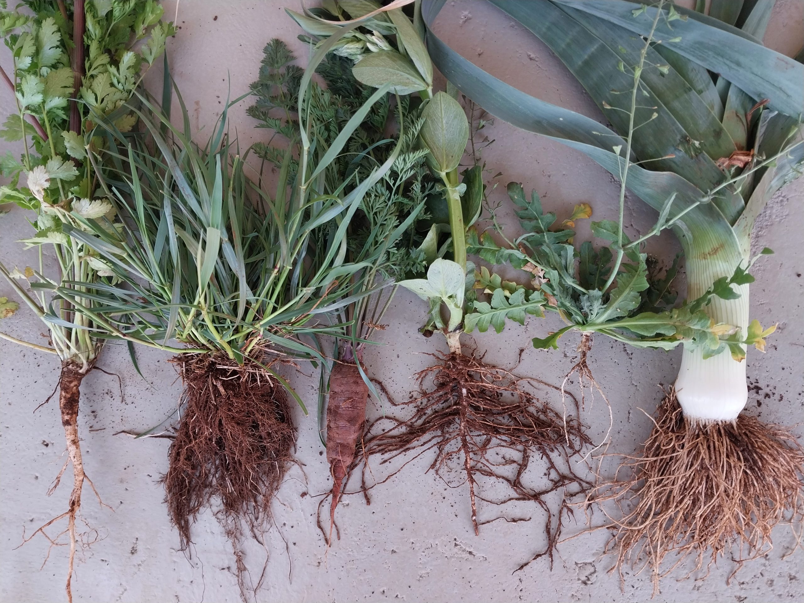 Grass Fed Beef & Lamb with Nature's Mineral Cycles